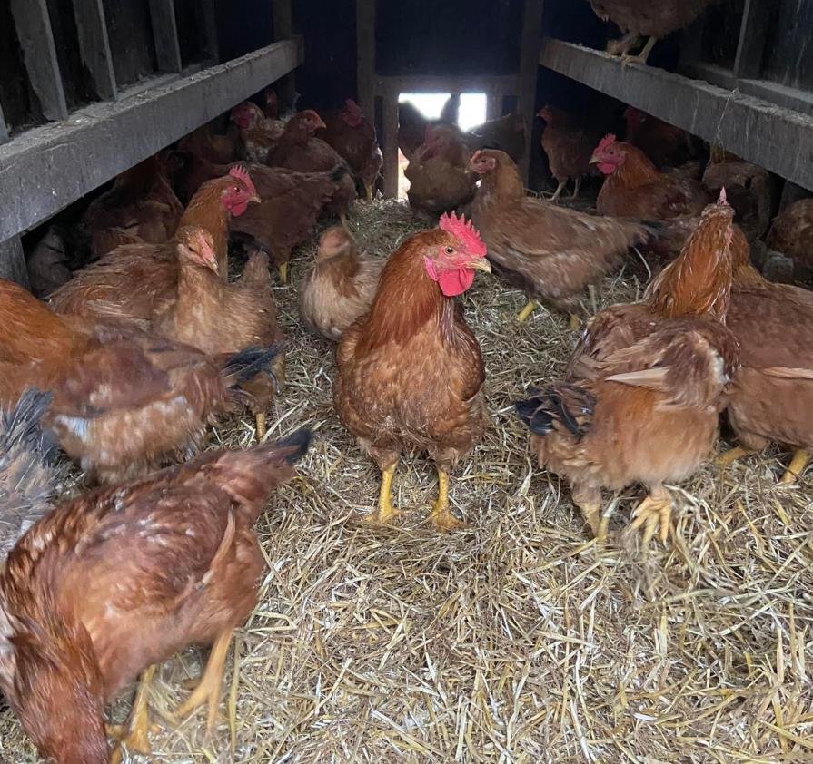 Freedom rangers chickens for sale - Sellandbuy – South Africa's Free ...