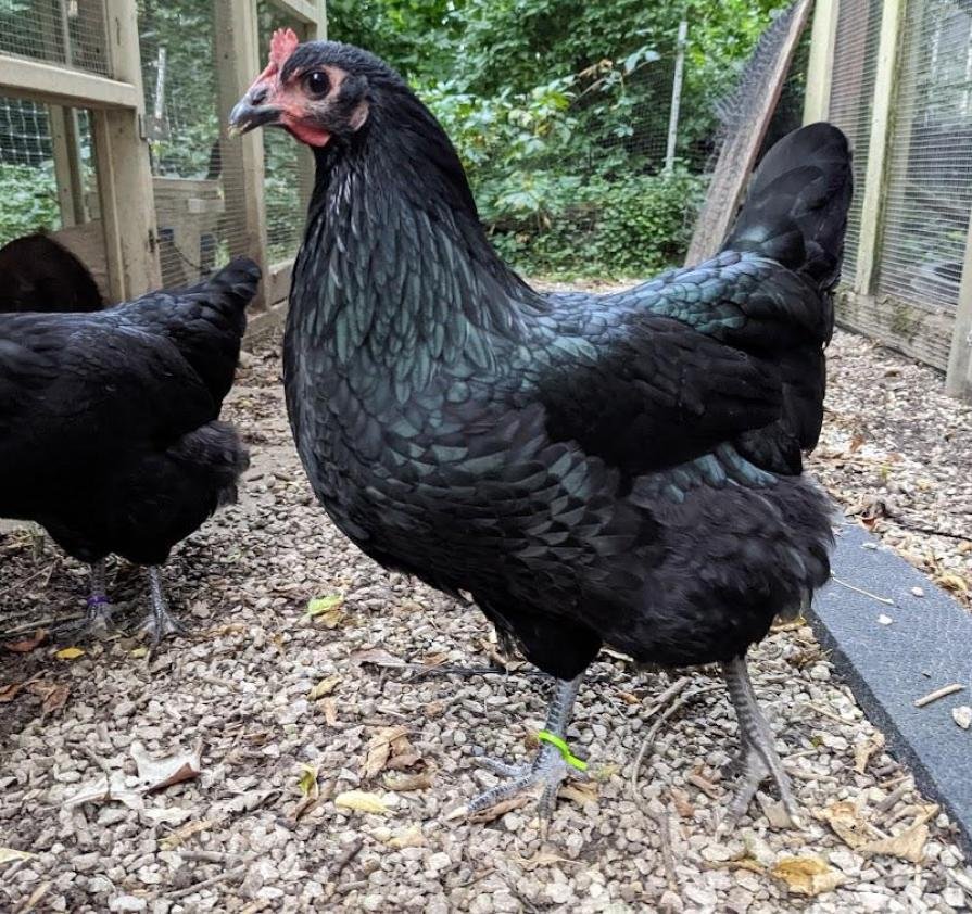 Australorp chickens for sale - Sellandbuy – South Africa's Free Classifieds