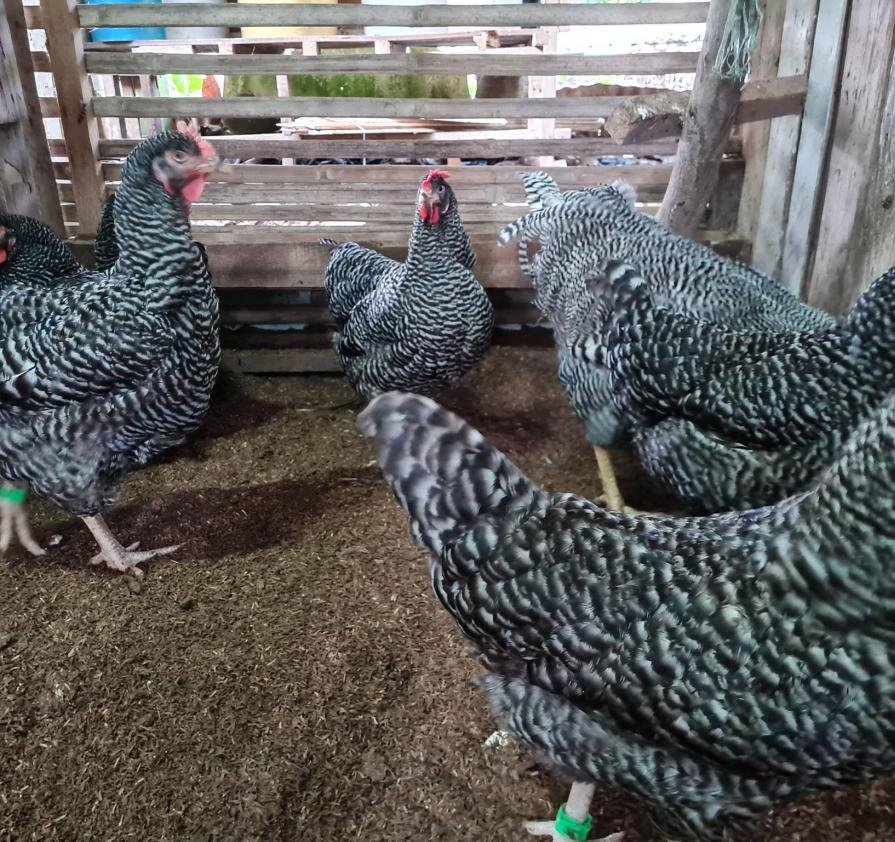 Barred plymouth rock chickens for sale - Sellandbuy – South Africa's ...