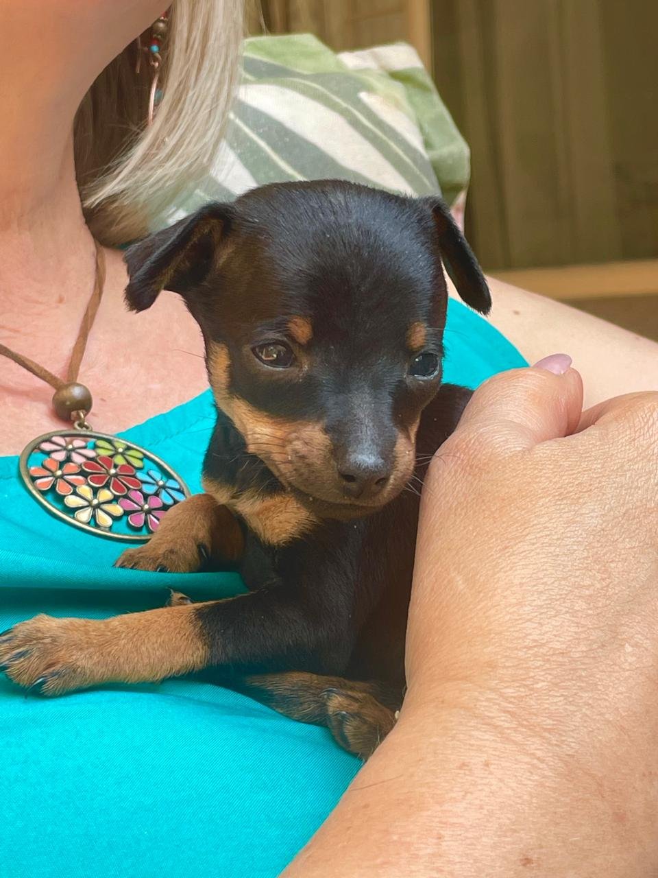 Miniature doberman pinscher puppies - Sellandbuy – South Africa's Free ...