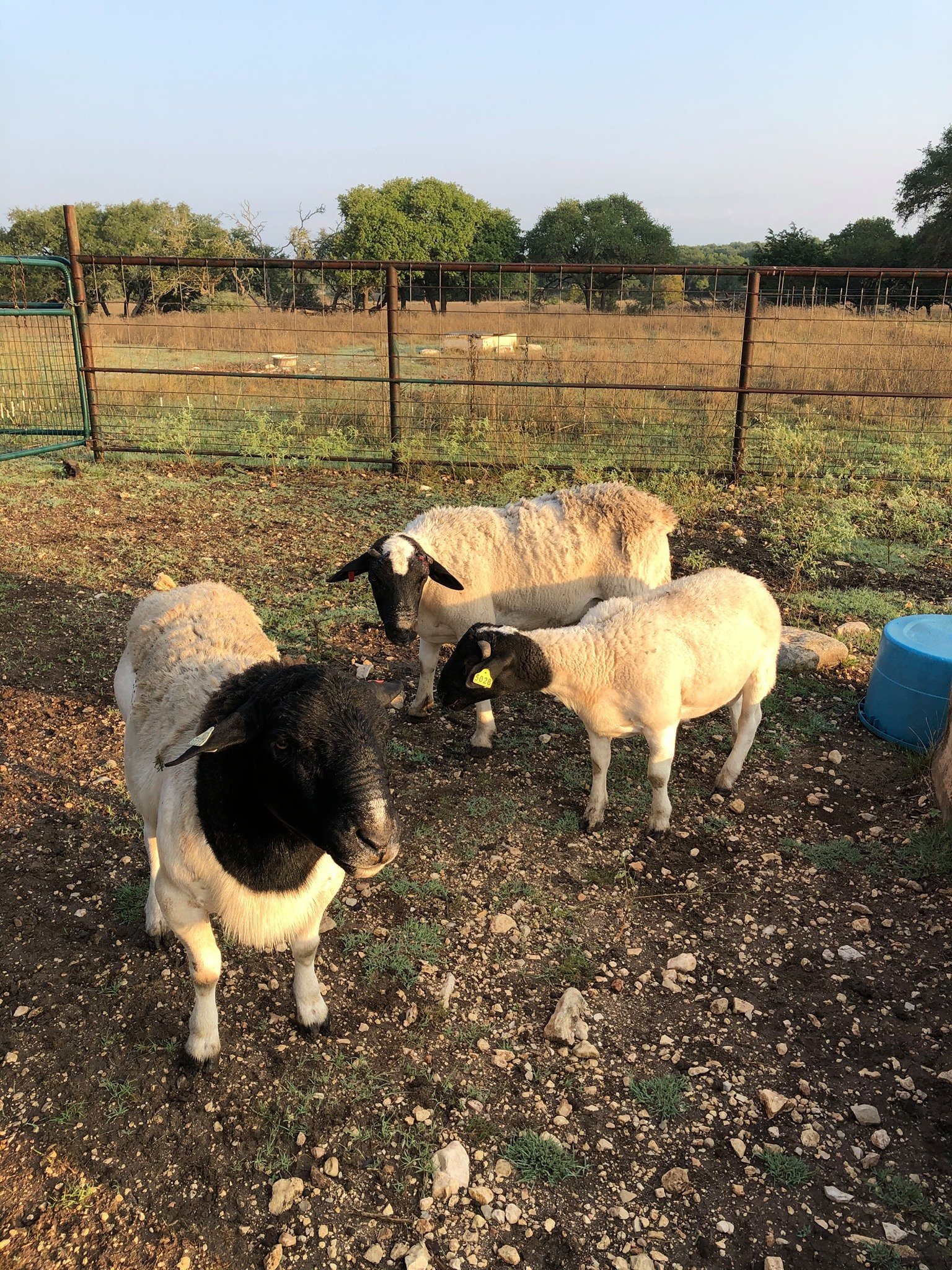Dorper sheep for sale - Sellandbuy – South Africa's Free Classifieds