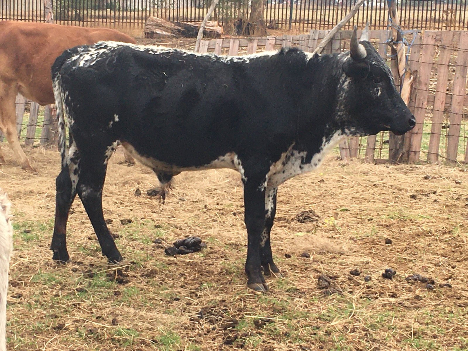 Nguni bulls for sale - Sellandbuy – South Africa's Free Classifieds